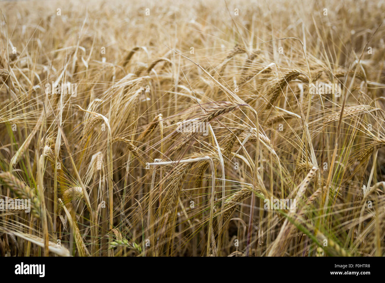 when field cornwall england uk Stock Photo - Alamy