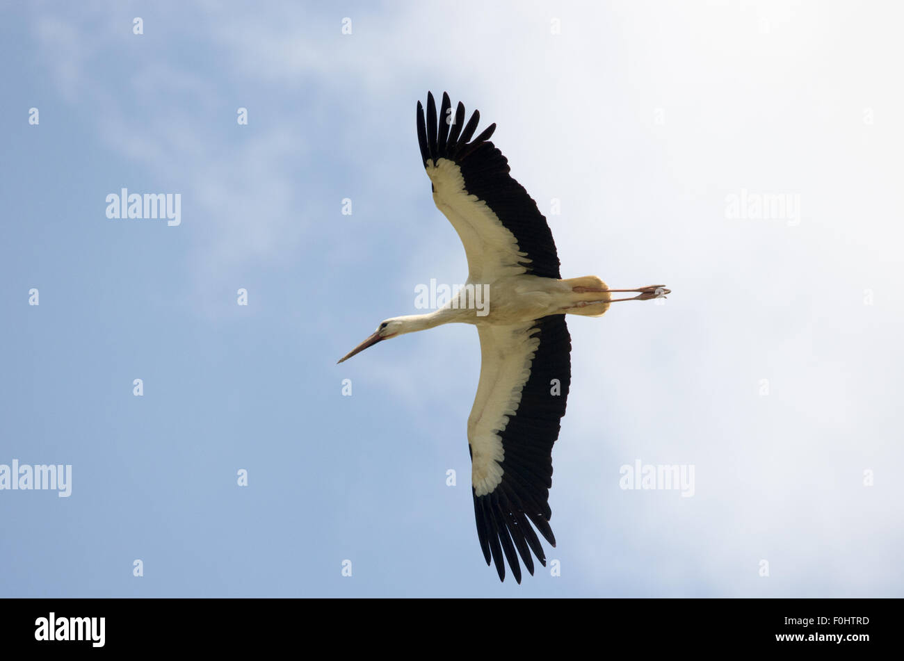 stork eat frog, oasi, white black stork, mammals, stork flying, white ...