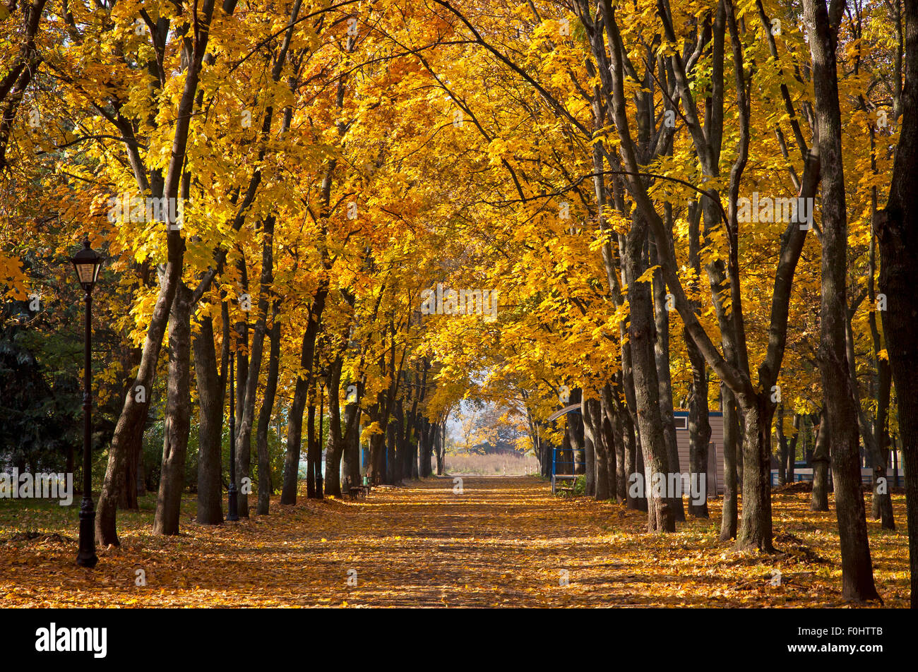 Garden walkway with picturesque colorful autumn trees Stock Photo - Alamy