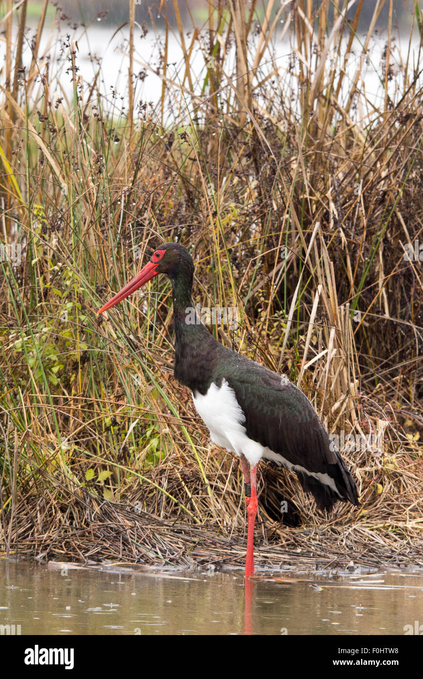 stork eat frog, oasi, white black stork, mammals, stork flying, white ...