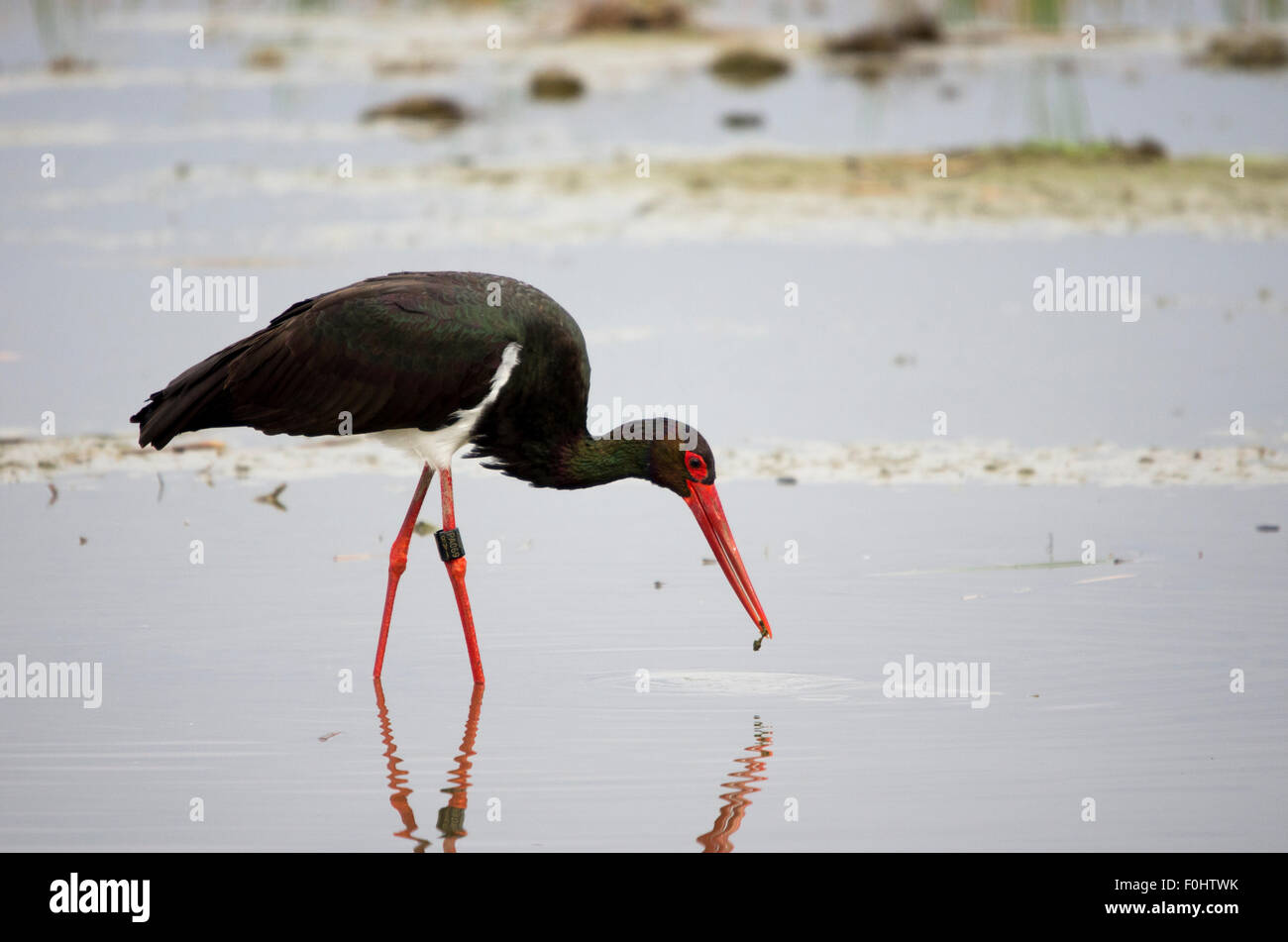 stork eat frog, oasi, white black stork, mammals, stork flying, white ...
