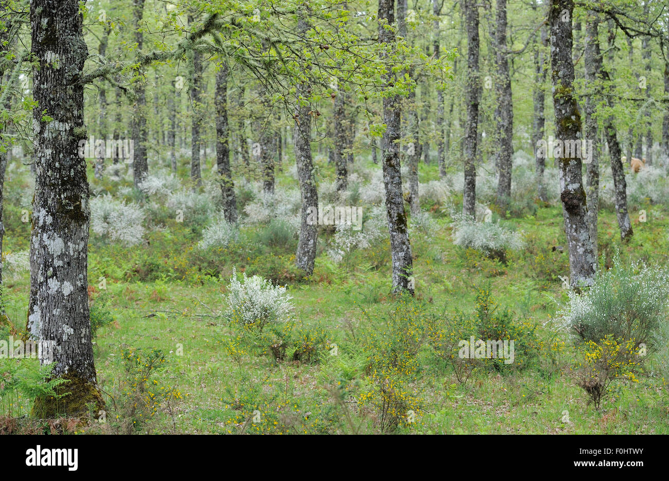 Pyrenean oak (Quercus pyrenaica) and flowering White broom (Lygos ...
