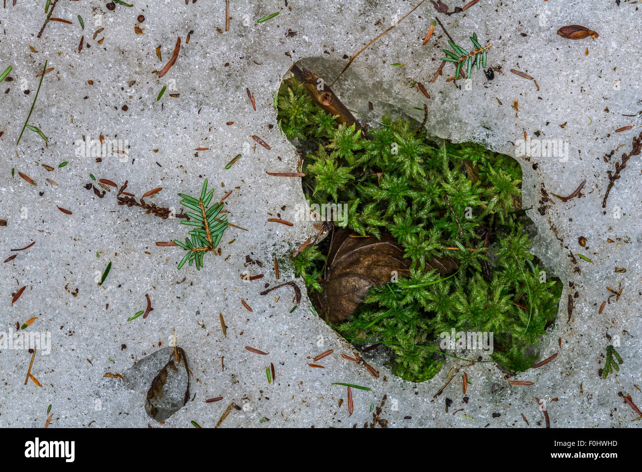 Springtime emerges as moss pokes through melting snow and ice in the ...