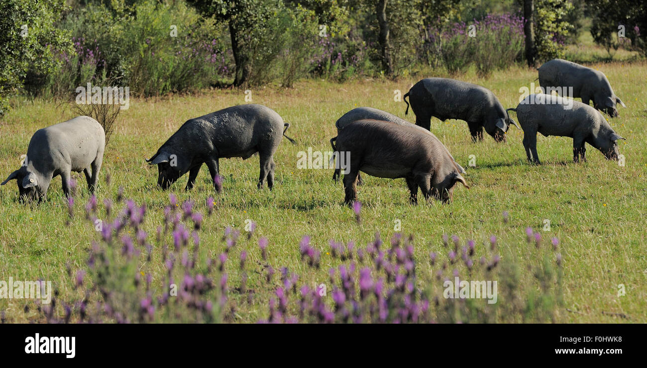 Black pigs in spain hi-res stock photography and images - Alamy