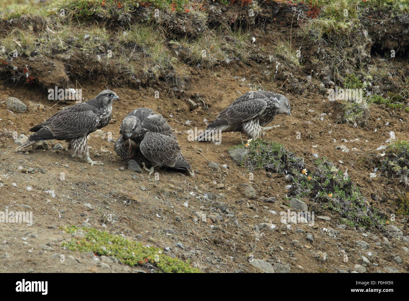 young Gyrfalcon Gerfalcon Iceland Stock Photo - Alamy
