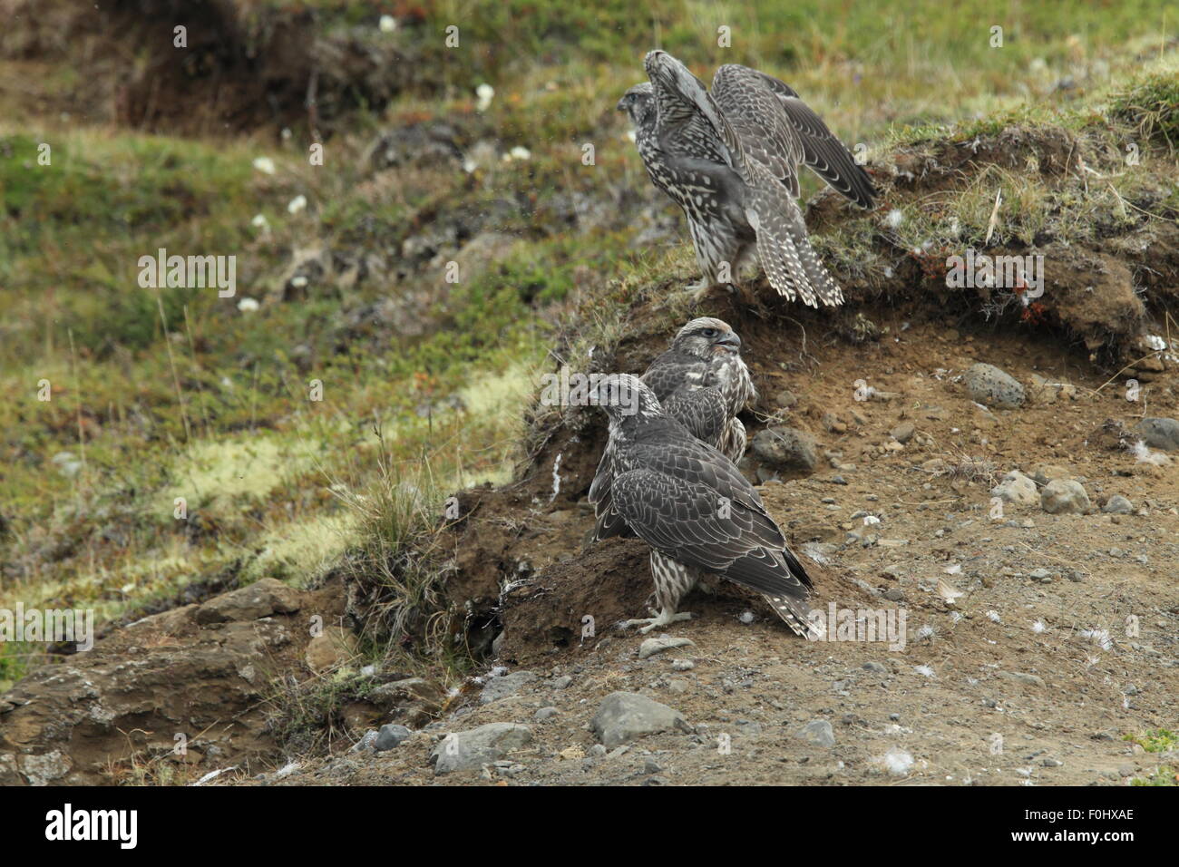 young Gyrfalcon Gerfalcon Iceland Stock Photo - Alamy