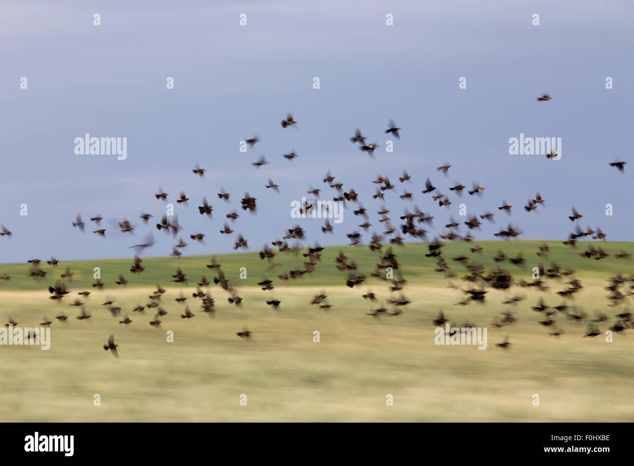 Flock of black birds hi-res stock photography and images - Alamy