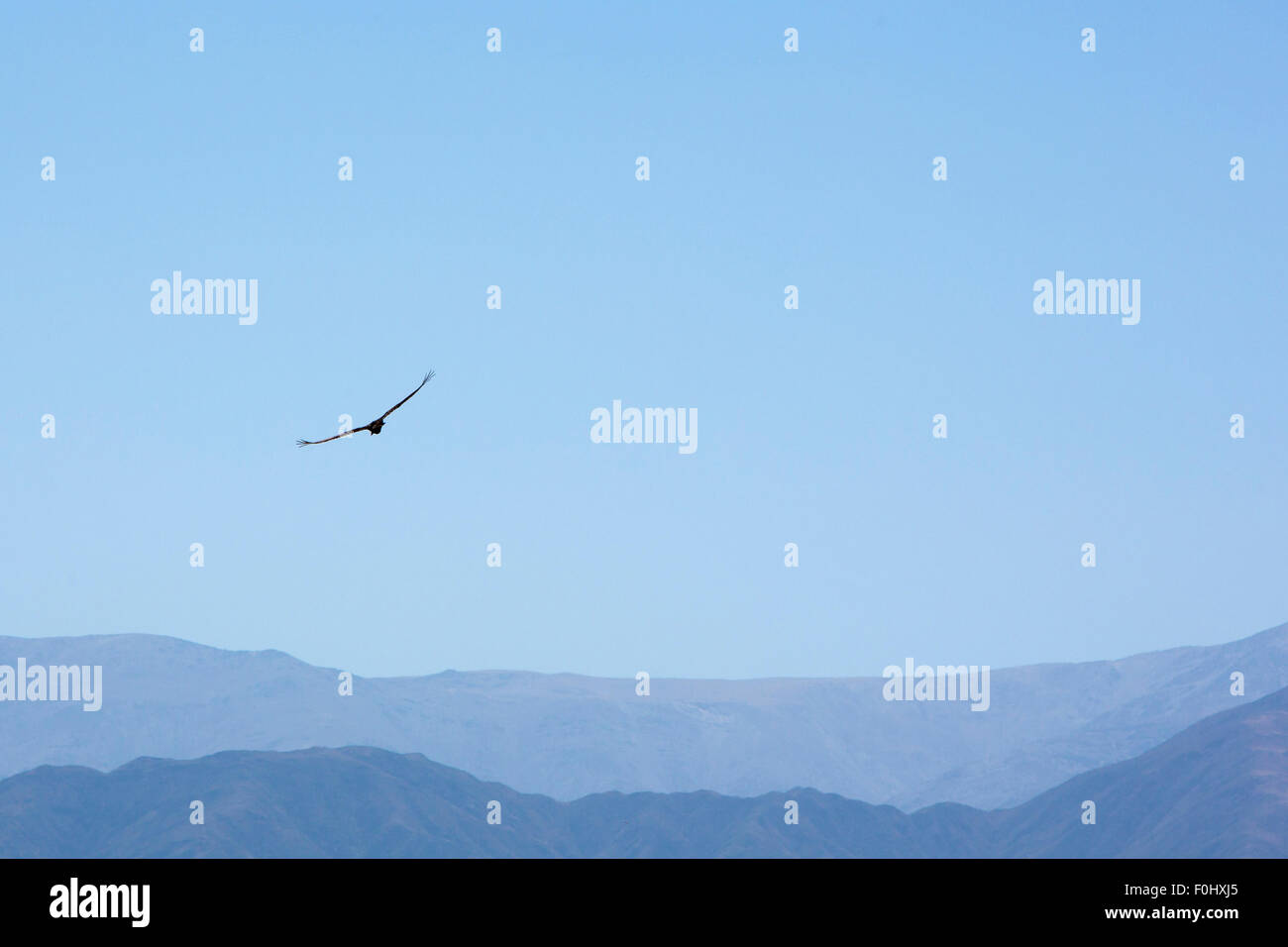 Andean condor argentina hi-res stock photography and images - Alamy