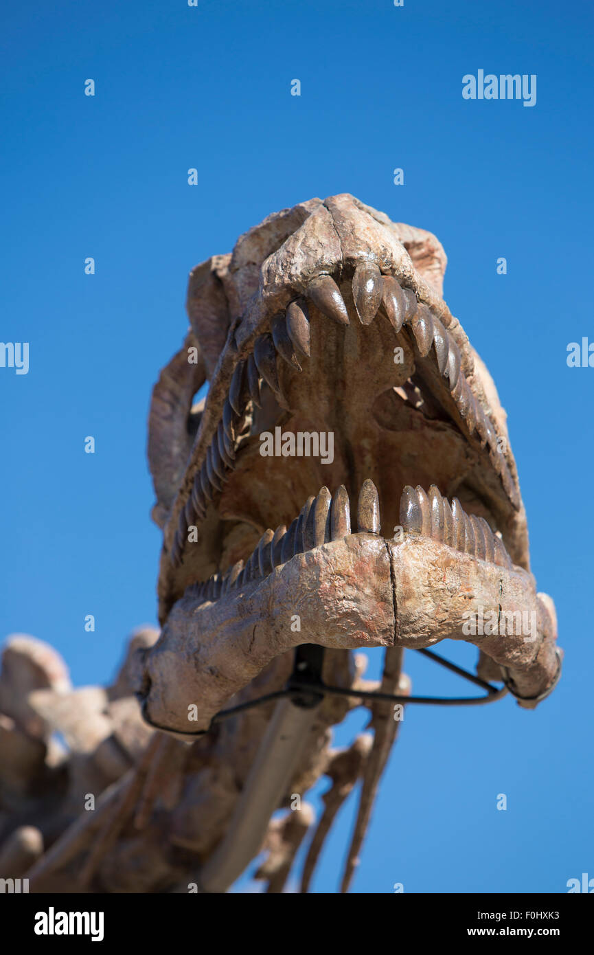 Fossil of dinosaurs skeleton hi-res stock photography and images - Alamy