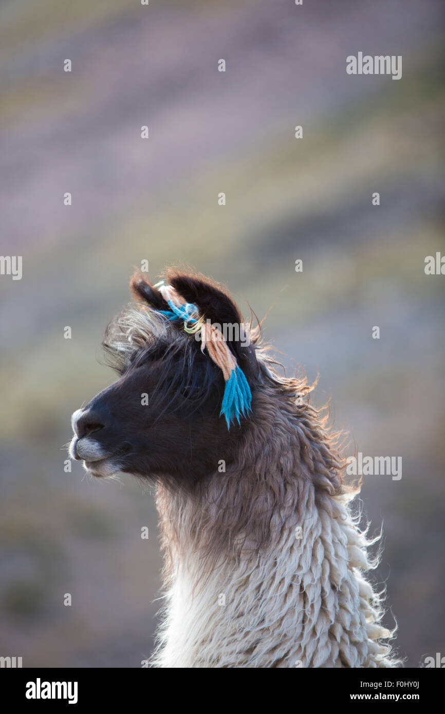 Llama colors hi-res stock photography and images - Alamy
