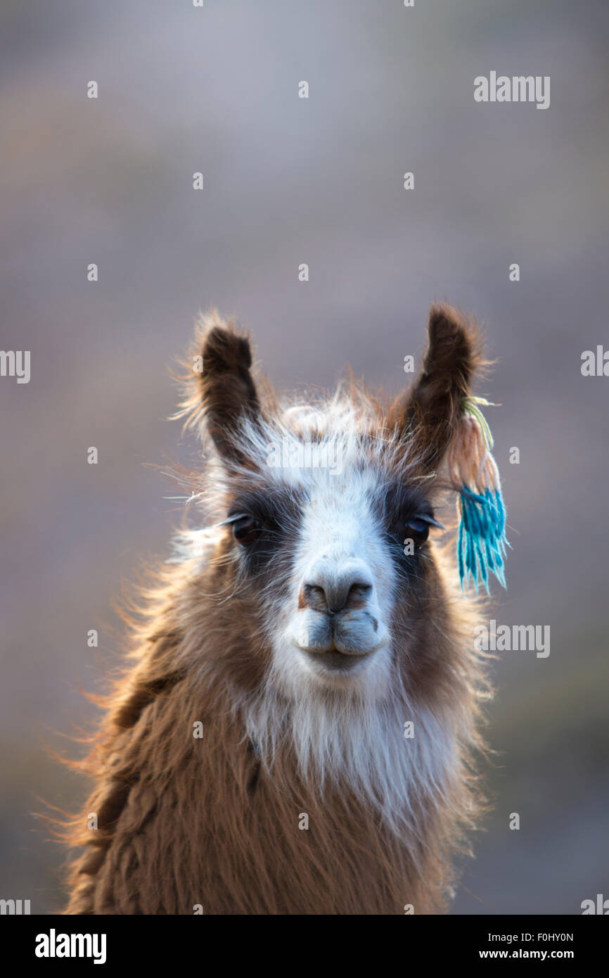 Colores de llama hi-res stock photography and images - Alamy