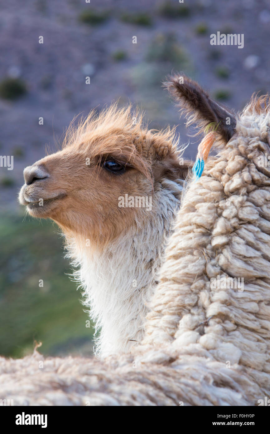 Group of llamas in Purmamarca, near Cerro de los Siete Colores (The ...