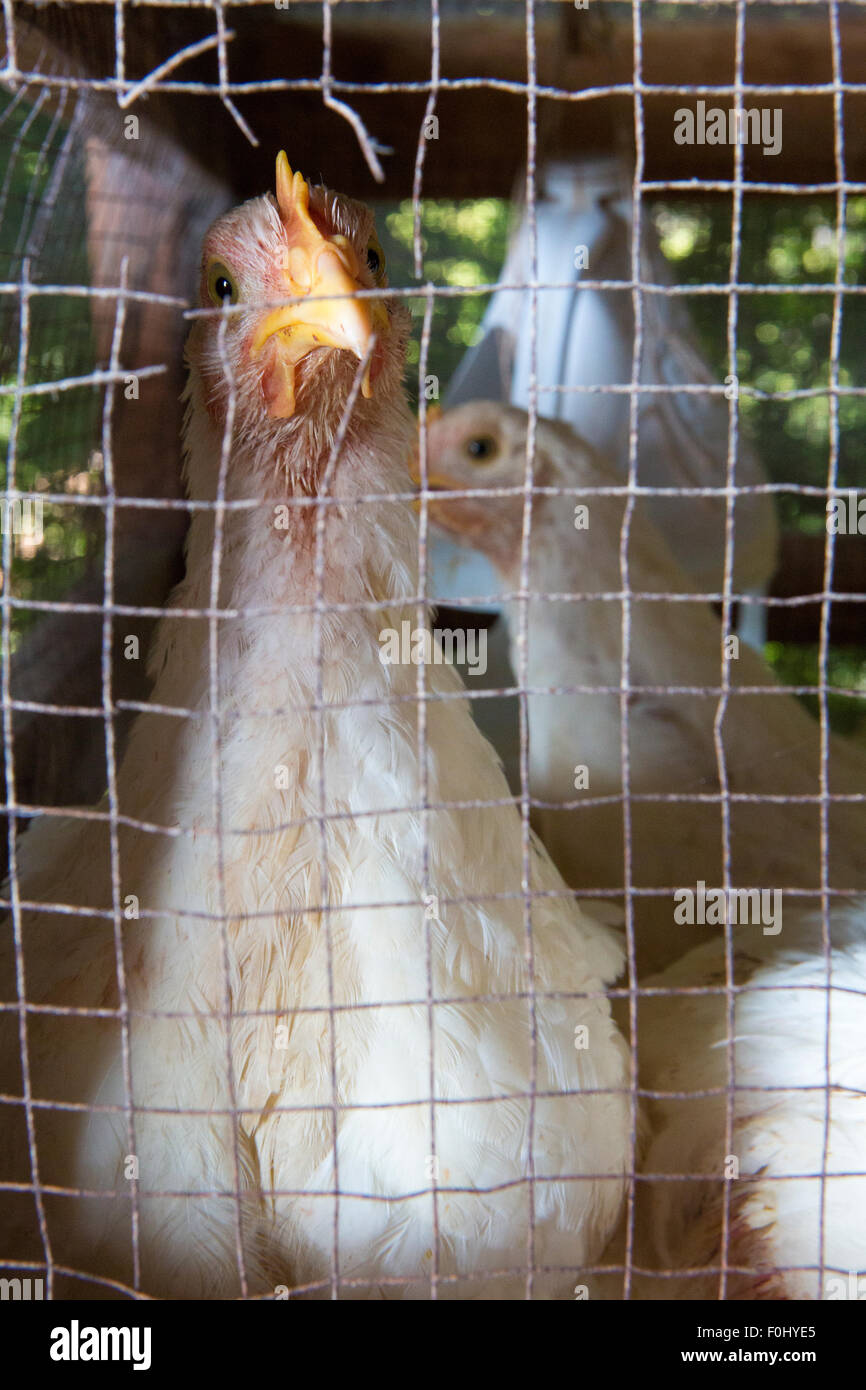 Small Chicken Farm, Poultry in Matapalo, Costa Rica 2013 Stock Photo ...