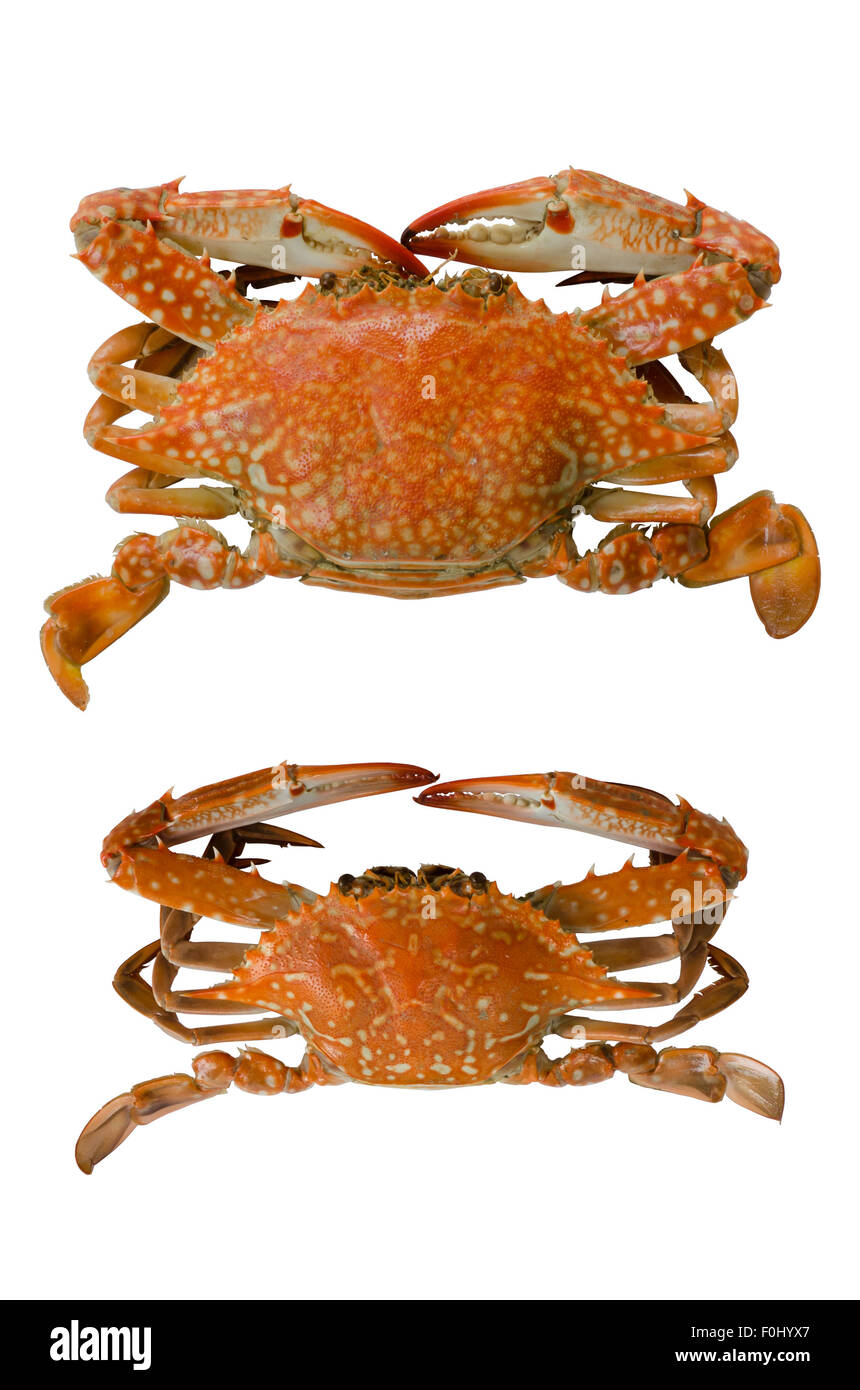 Boiled Blue Crabs Isolated On White Stock Photo - Alamy