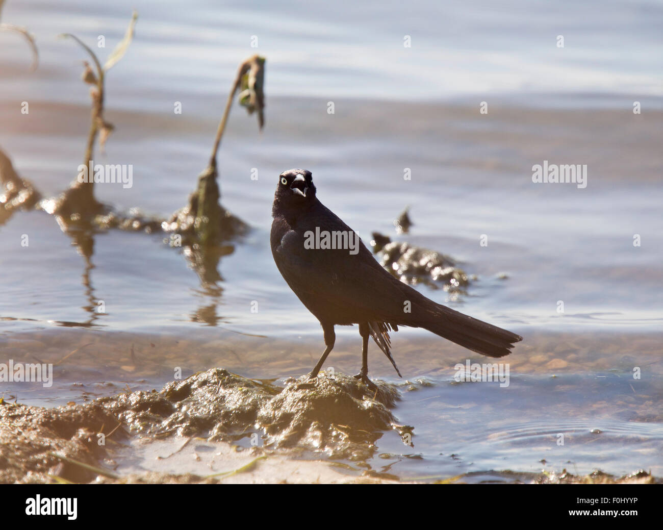 Grackle in Water crow Saskatchewan Canada black Stock Photo - Alamy