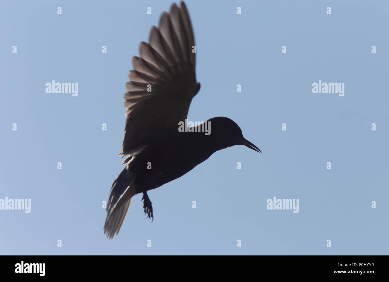 Canada blue sky hi-res stock photography and images - Alamy