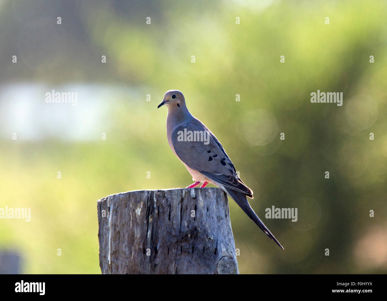 Mourning Dove on Post blurred Background Canada Stock Photo - Alamy