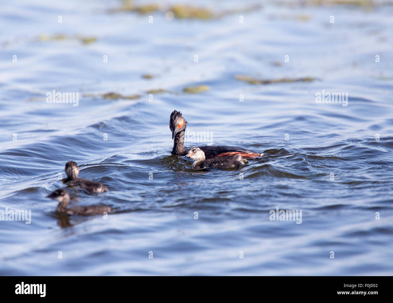 Eared Grebe with Babies Saskatchewan Marsh Canada Stock Photo - Alamy