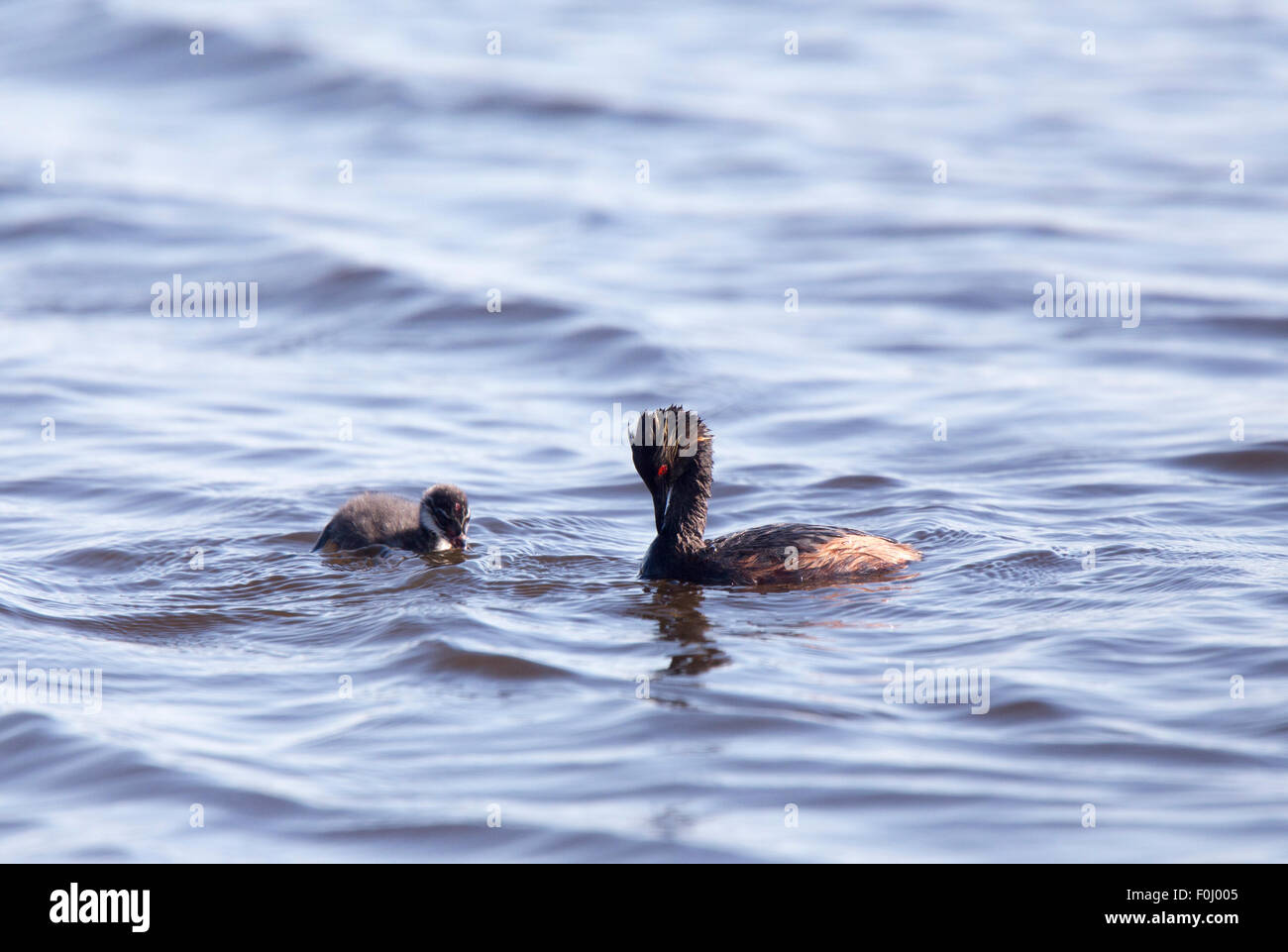 Eared Grebe with Babies Saskatchewan Marsh Canada Stock Photo - Alamy