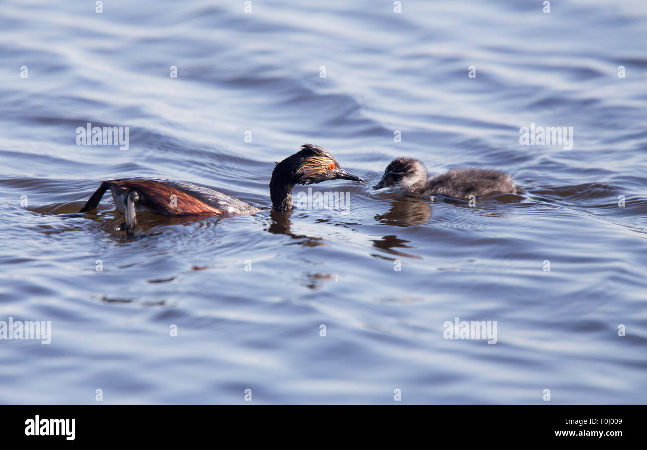 Eared Grebe with Babies Saskatchewan Marsh Canada Stock Photo - Alamy