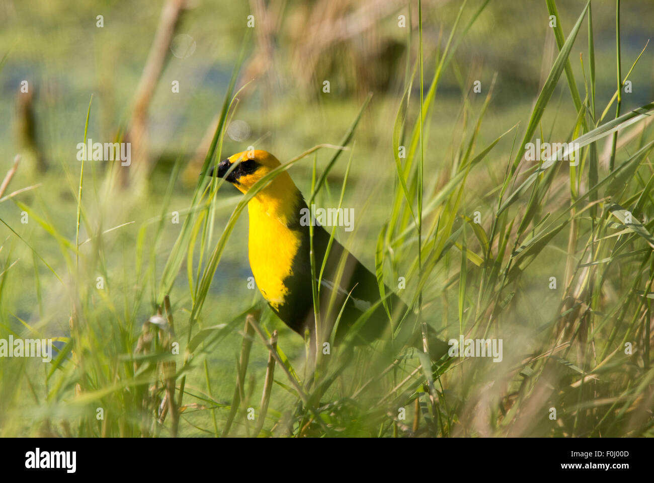 Yellow Headed BlackBird in Saskatchewan Swamp marsh Stock Photo - Alamy