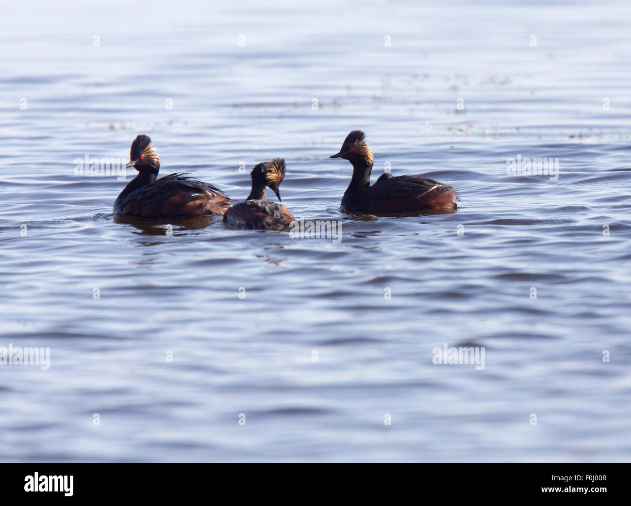 Eared Grebe with Babies Saskatchewan Marsh Canada Stock Photo - Alamy