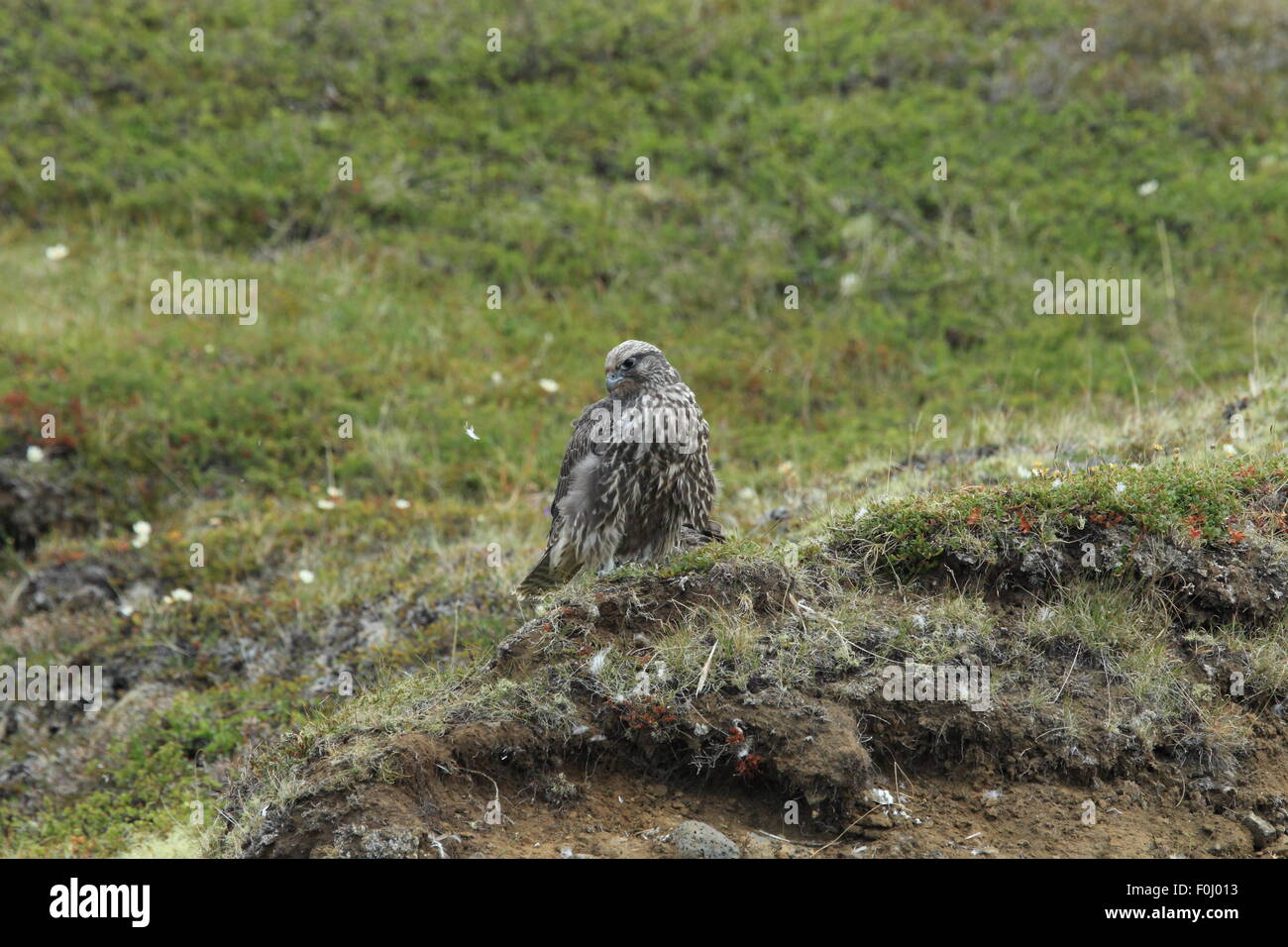 young Gyrfalcon Gerfalcon Iceland Stock Photo - Alamy