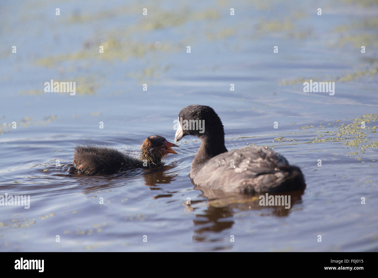 American Coot Waterhen and Babies in Marsh Canada Stock Photo - Alamy