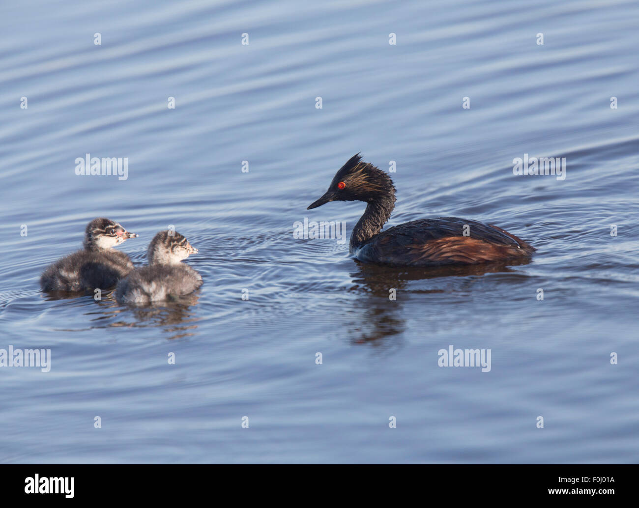 Eared Grebe with Babies Saskatchewan Marsh Canada Stock Photo - Alamy