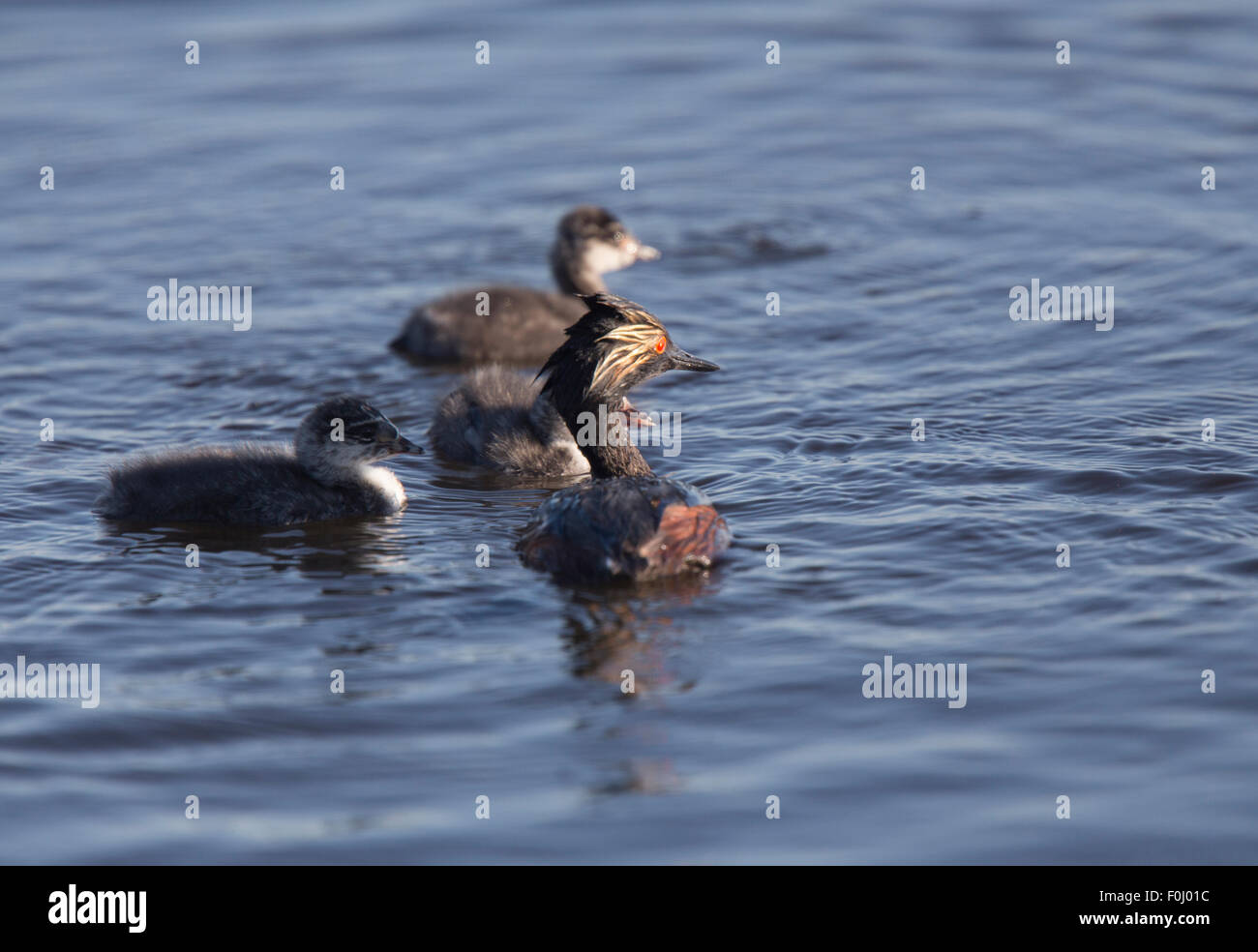Eared Grebe with Babies Saskatchewan Marsh Canada Stock Photo - Alamy