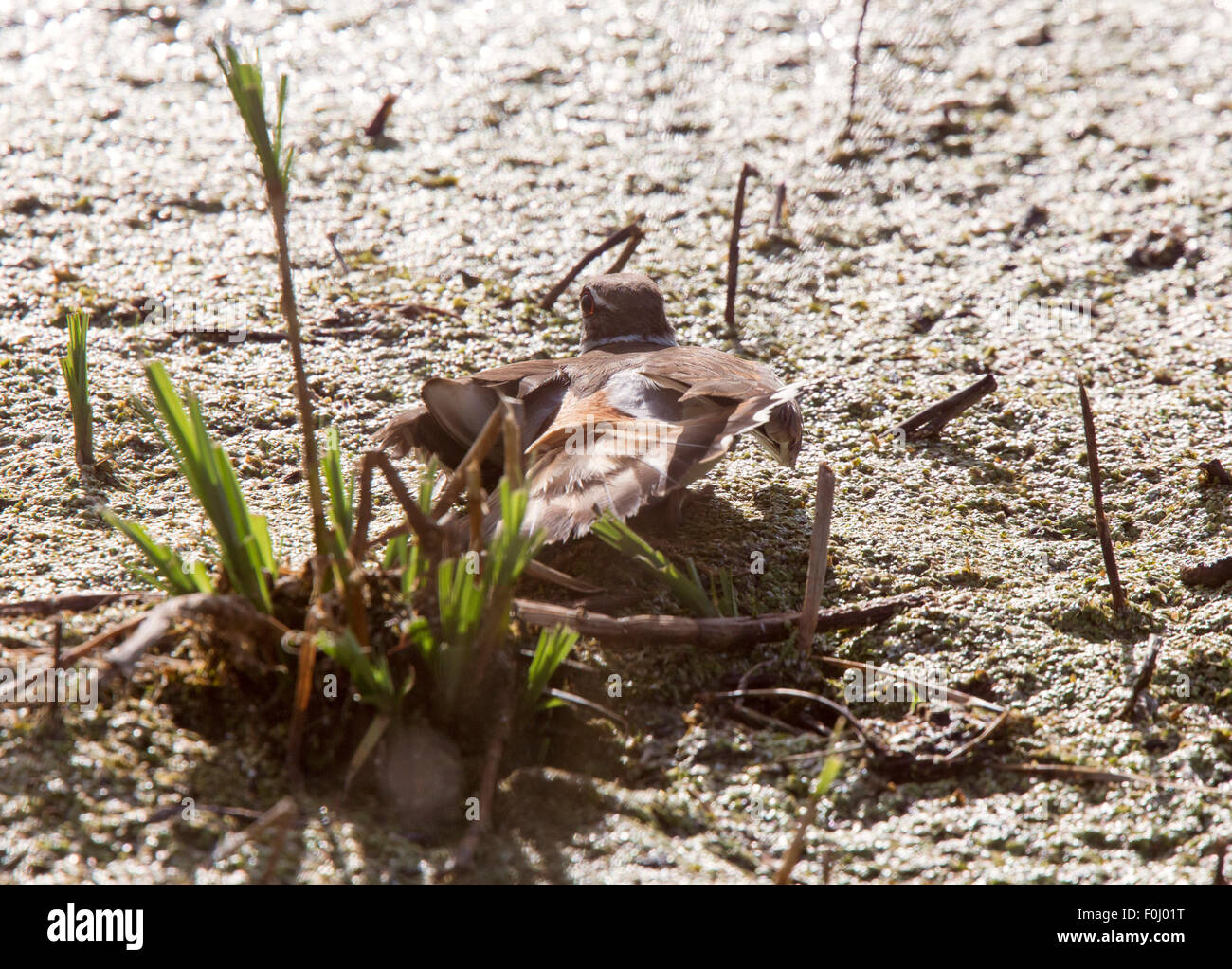 Kildeer Warning in swamp marsh in Saskatchewan Canada Stock Photo - Alamy