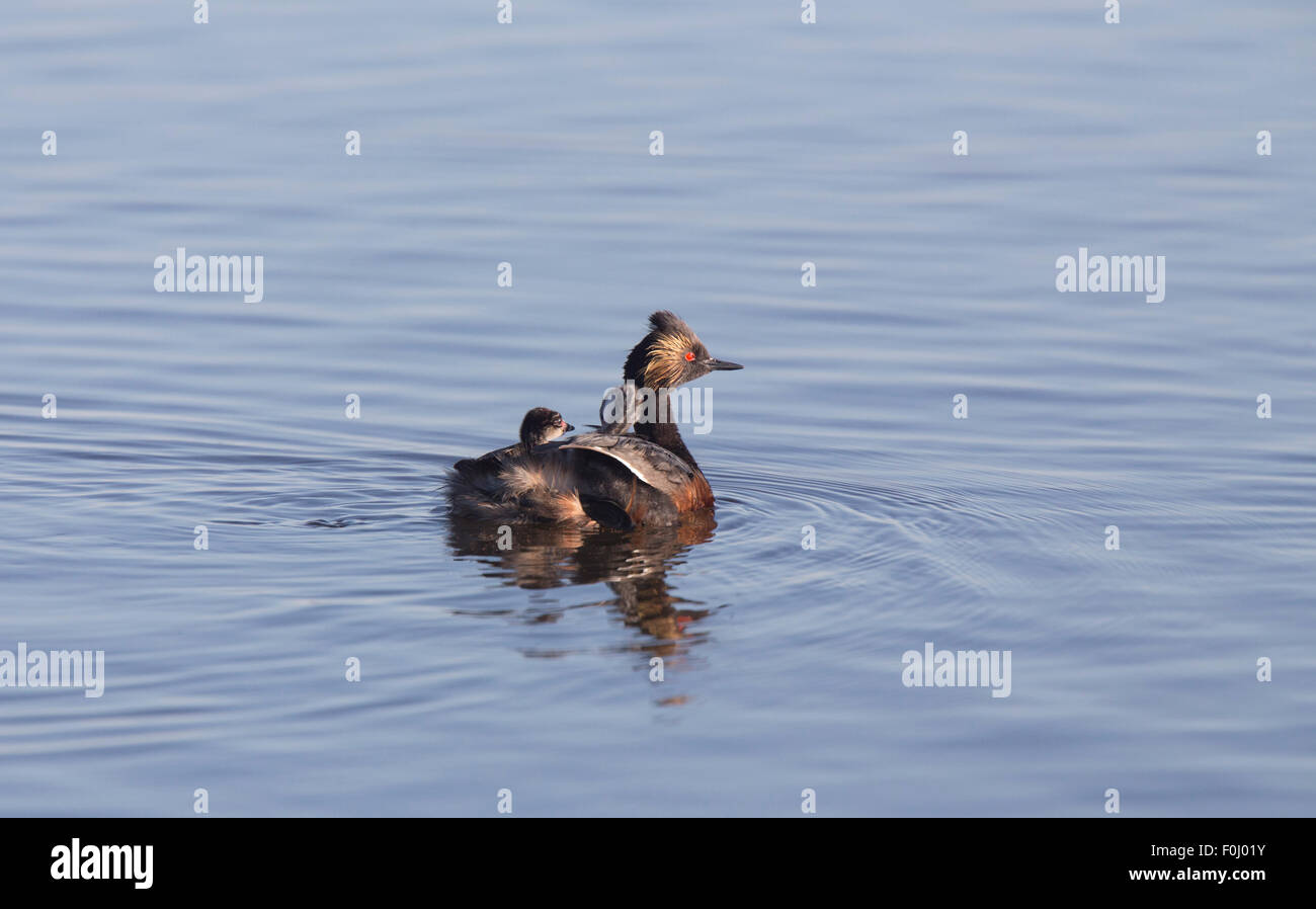 Eared Grebe with Babies Saskatchewan Marsh Canada Stock Photo - Alamy