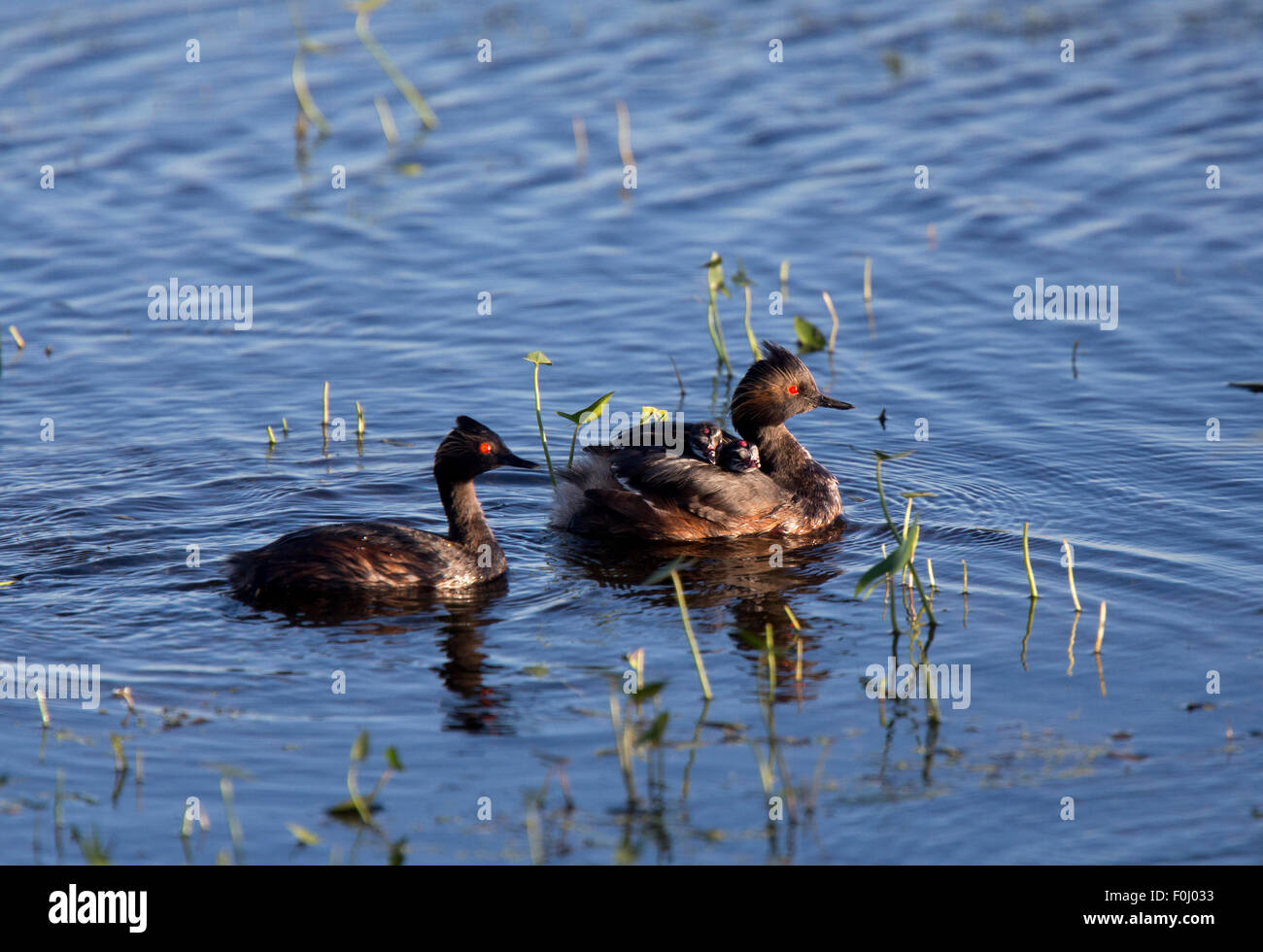 Eared Grebe with Babies Saskatchewan Marsh Canada Stock Photo - Alamy
