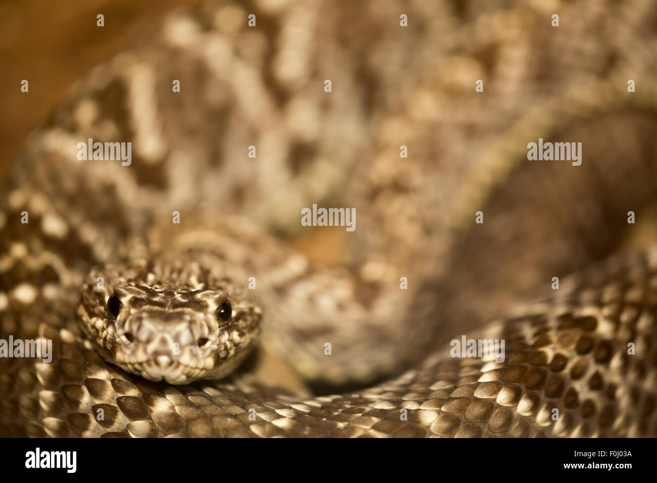 Close up of a python, boa constrictor snake in Costa Rica Stock Photo ...