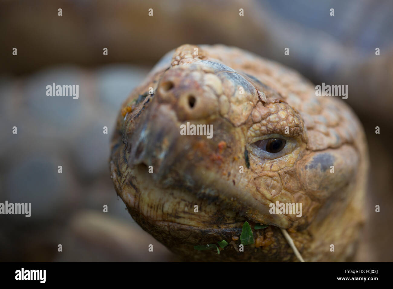 Cute tortoise hi-res stock photography and images - Alamy