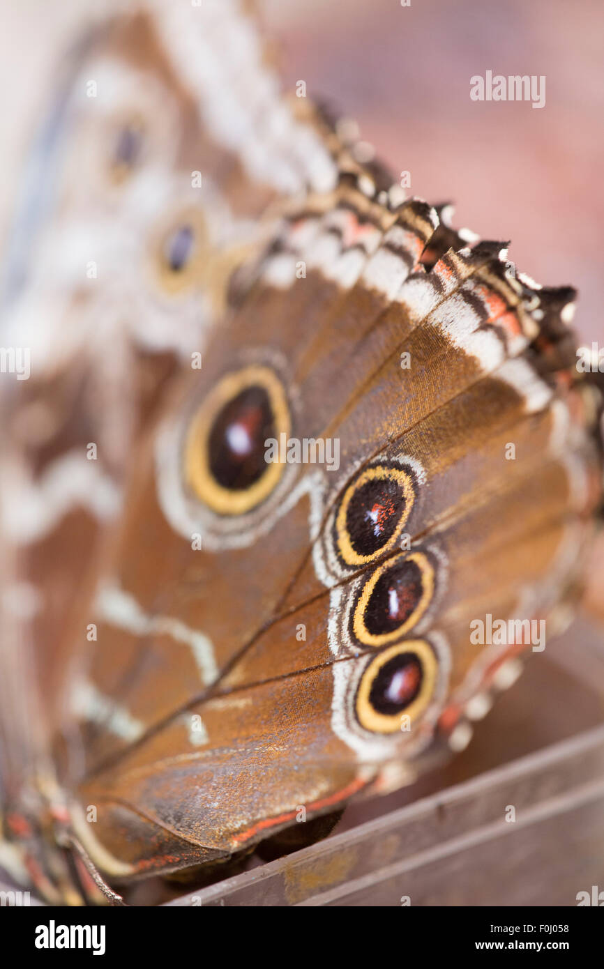Detail of a butterfly with close wings. Wildlife in Costa Rica Stock ...