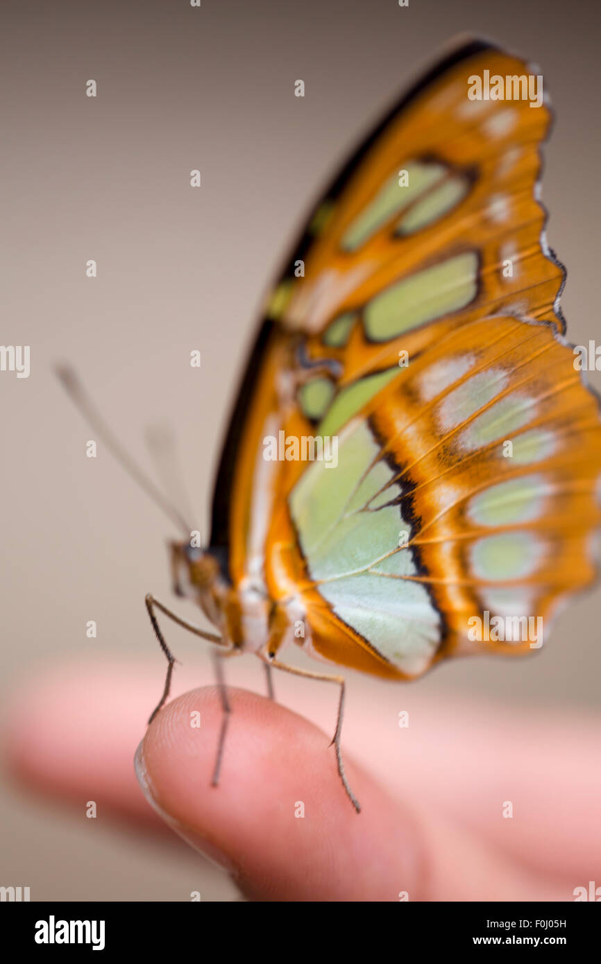 Clear Wing High Resolution Stock Photography and Images - Alamy