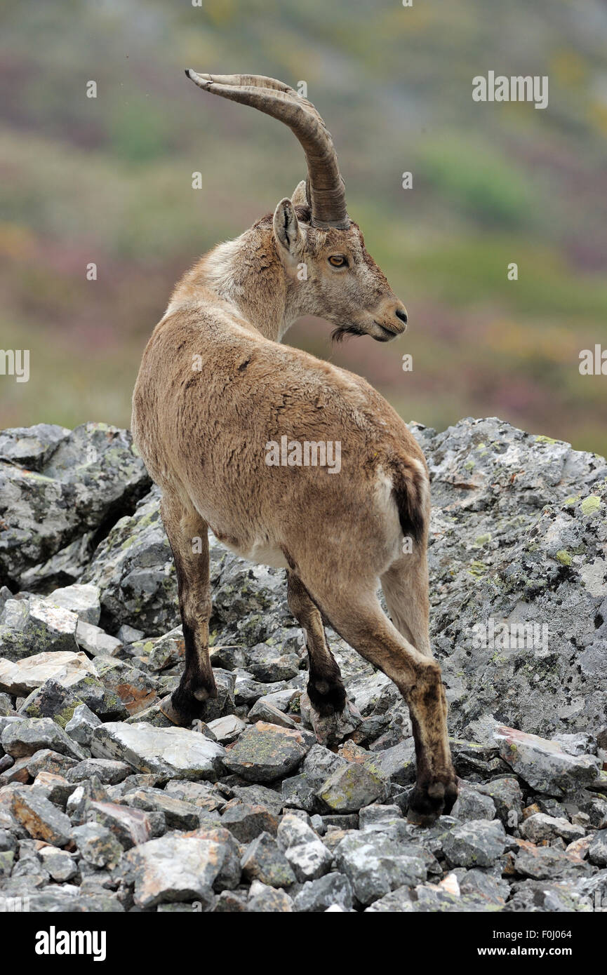 Spanish ibex (Capra pyrenaica) Pena de Francia Reserve, Sierra de Gata ...