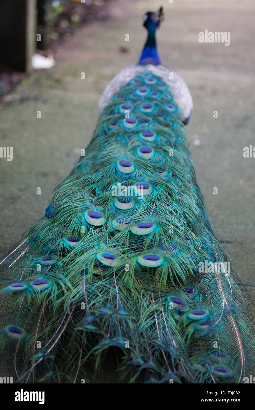 Preening Peacock High Resolution Stock Photography and Images - Alamy