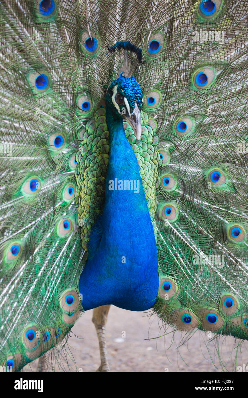 Green and blue preening peacock with raised feathers, Monteverde Costa ...