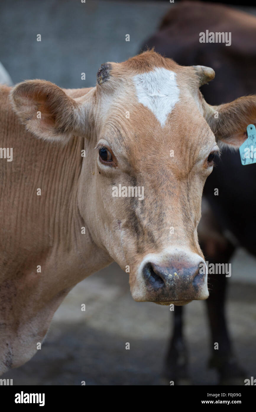 Close up of a cow in Costa Rica Stock Photo - Alamy