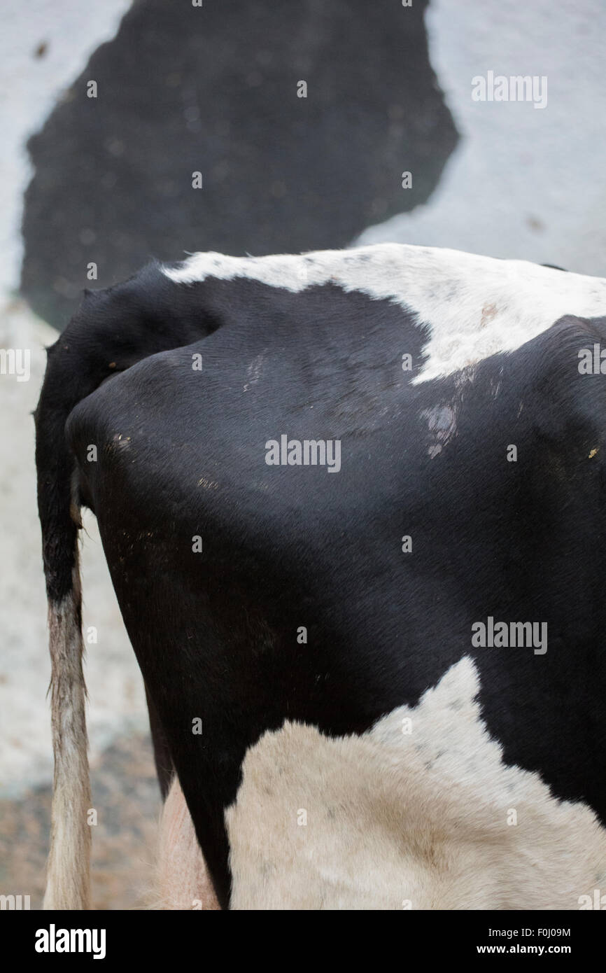Animal back view cow hi-res stock photography and images - Alamy