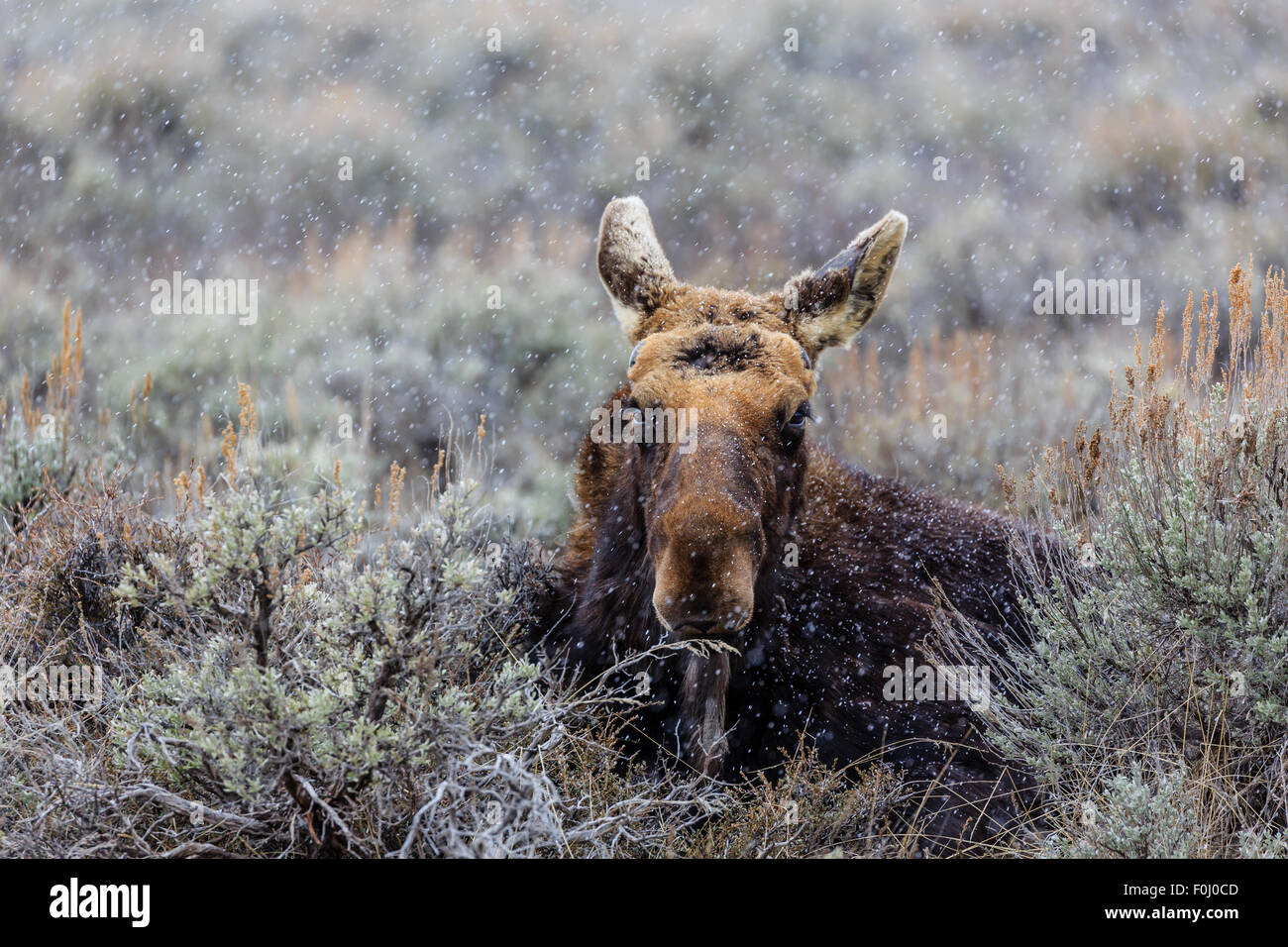 Moose lying down hi-res stock photography and images - Alamy