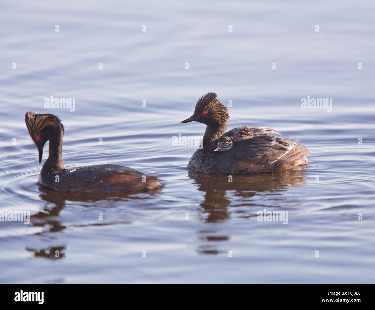 Eared Grebe with Babies Saskatchewan Marsh Canada Stock Photo - Alamy