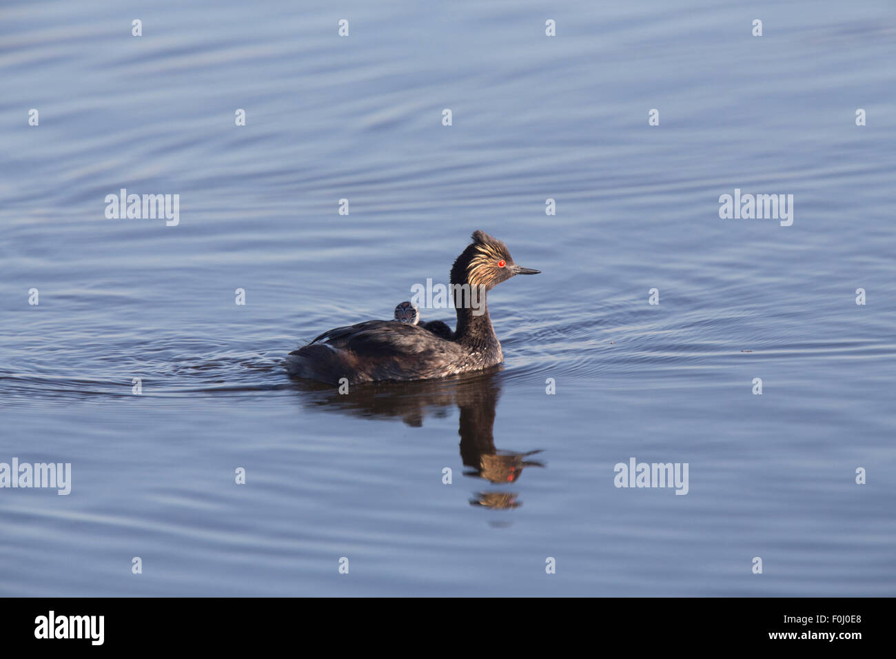 Eared Grebe with Babies Saskatchewan Marsh Canada Stock Photo - Alamy