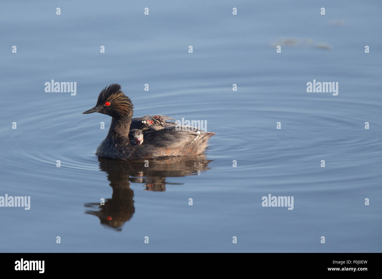 Eared Grebe with Babies Saskatchewan Marsh Canada Stock Photo - Alamy
