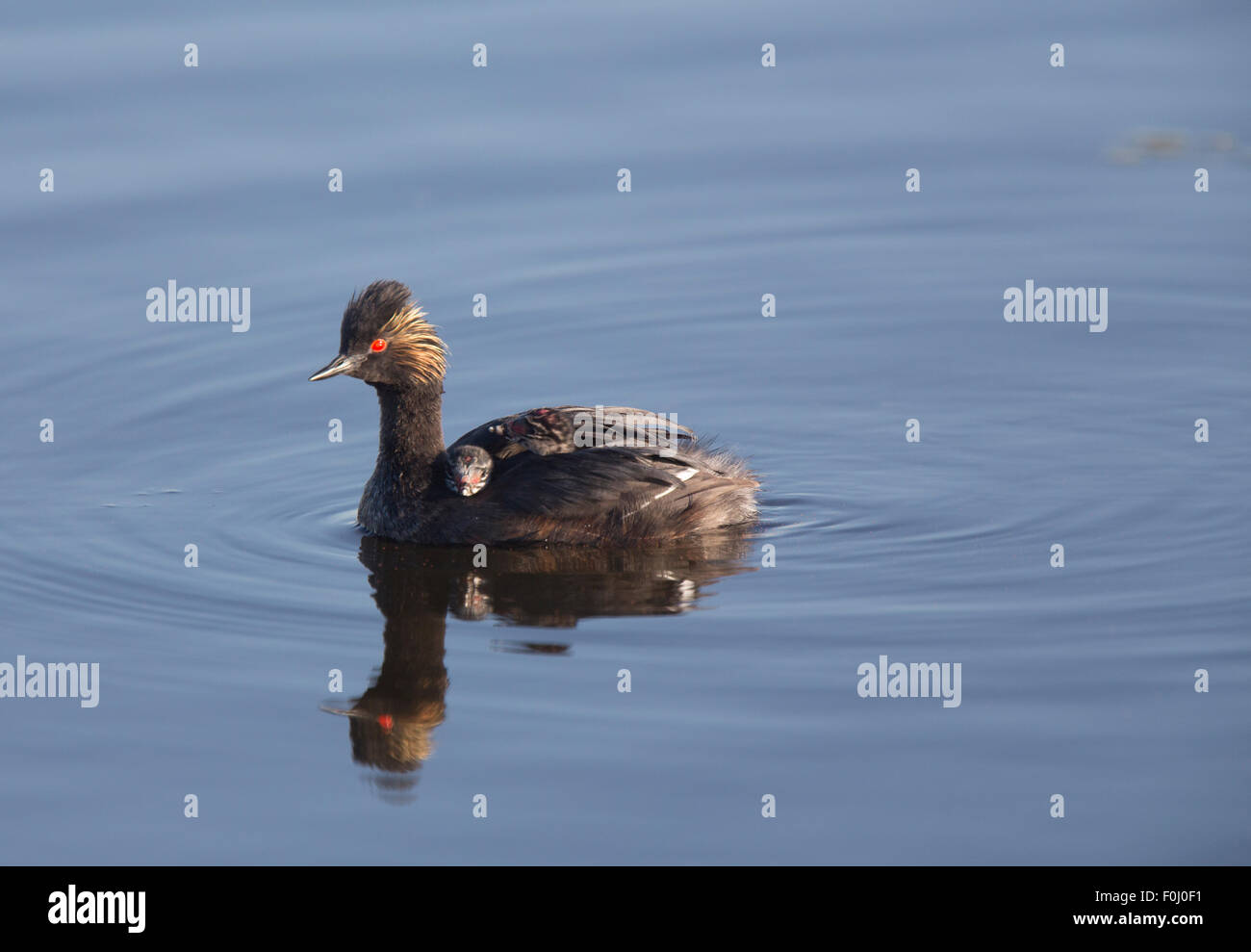 Eared Grebe with Babies Saskatchewan Marsh Canada Stock Photo - Alamy