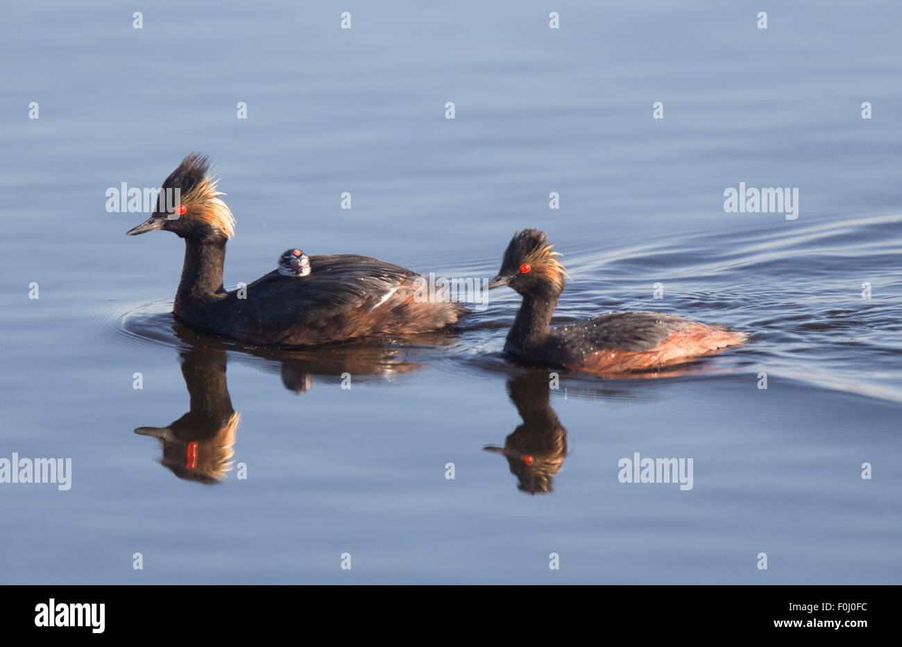 Eared Grebe with Babies Saskatchewan Marsh Canada Stock Photo - Alamy