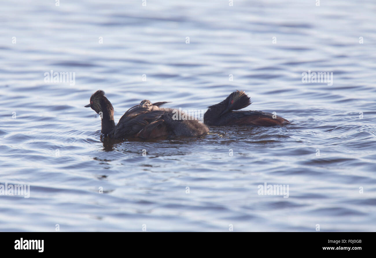 Eared Grebe with Babies Saskatchewan Marsh Canada Stock Photo - Alamy