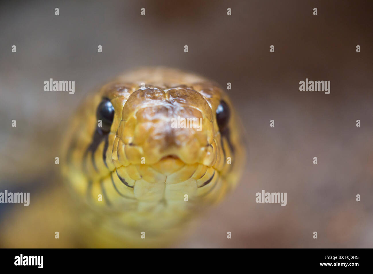 Snake python yellow hi-res stock photography and images - Alamy